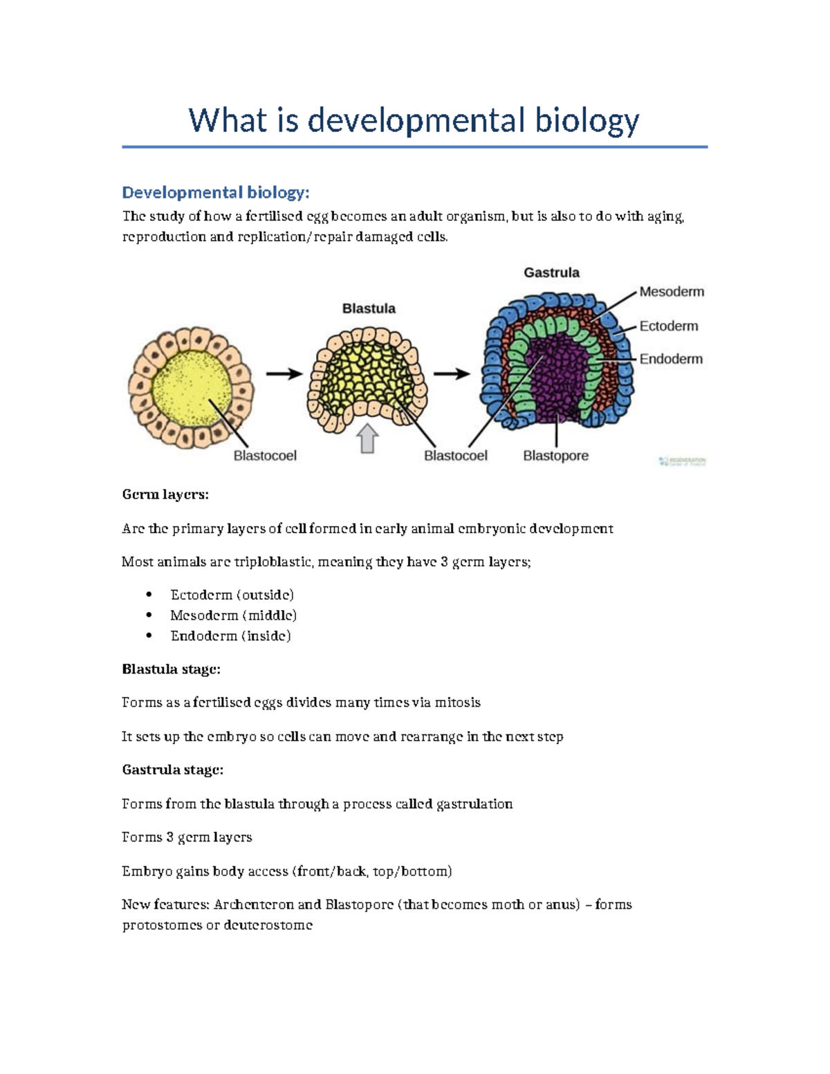 3.1 Developmental Biology: From Fertilized Egg to Adult Organism - Studocu