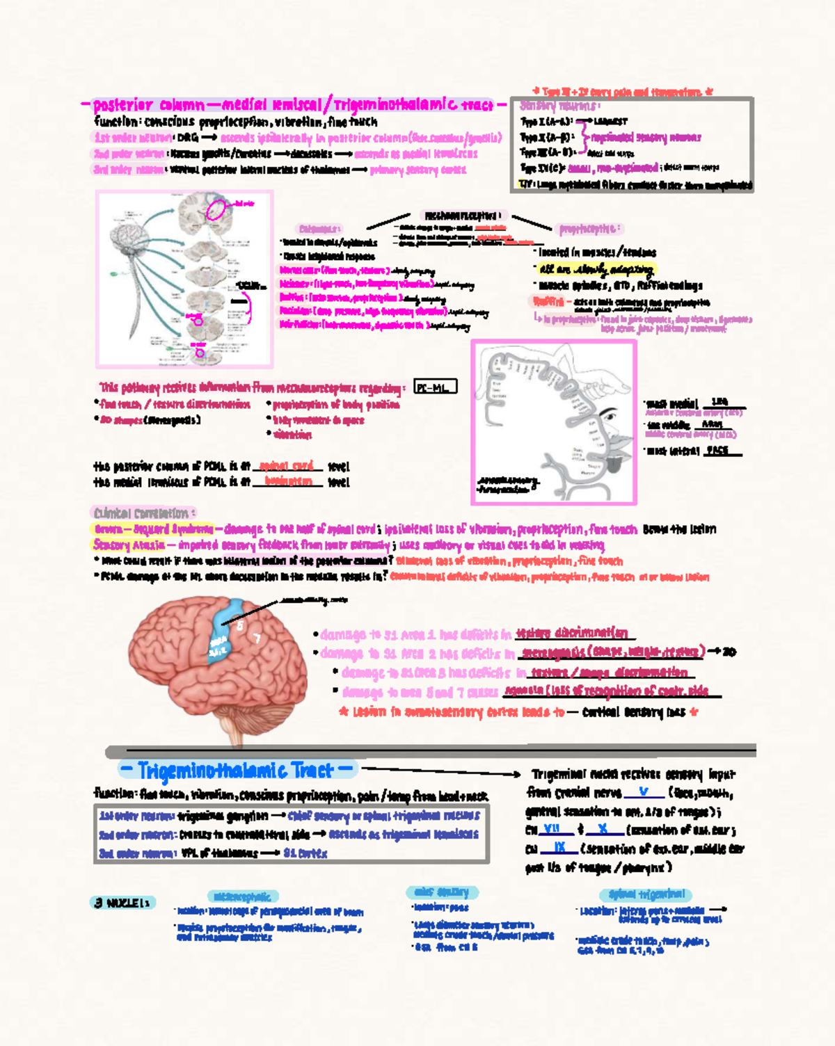 Neuroanatomy overview: Motor pathways and sensory tracts (XYZ 101 ...