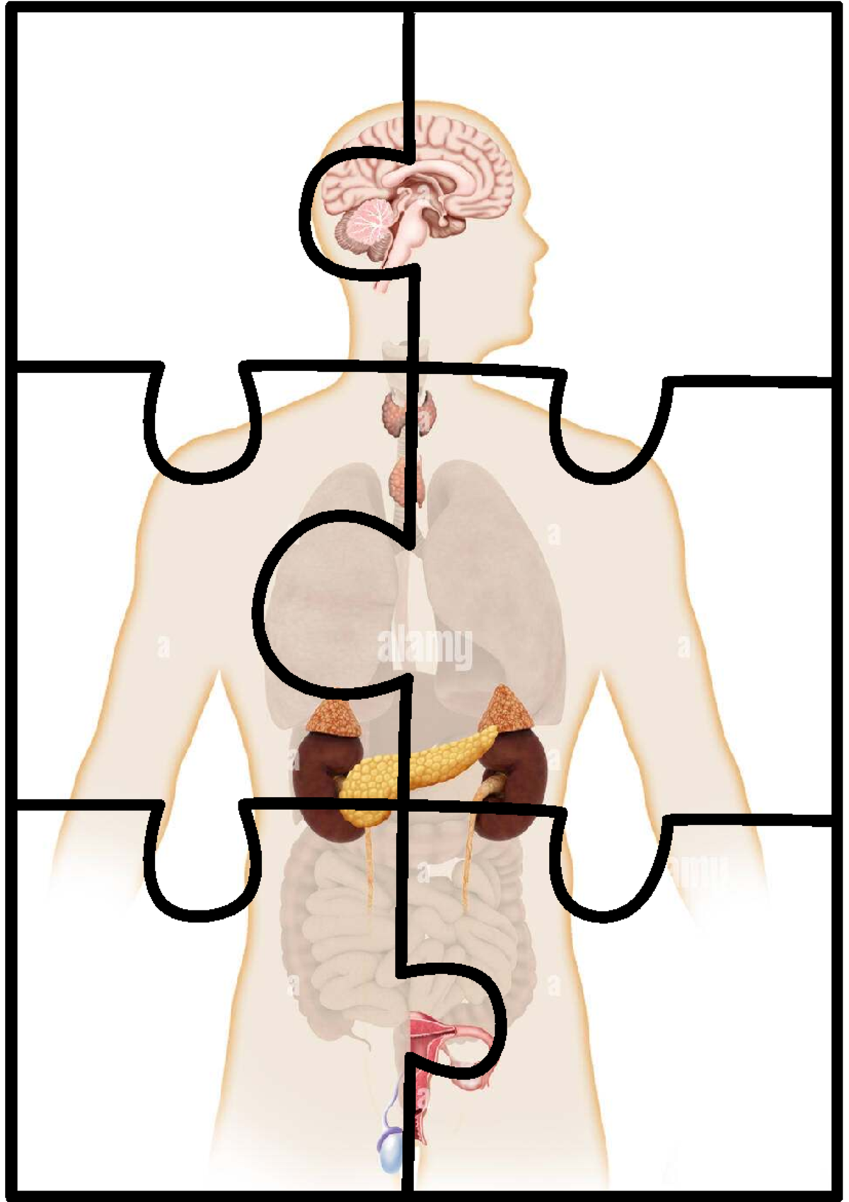 Blue and Yellow Illustrated Penguin Puzzle A4 - ENDOCRINE SYSTEM ...
