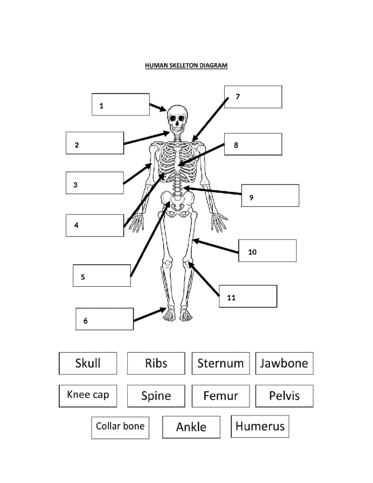 Musculoskeletal System Worksheet: Human Skeleton Diagram - Studocu