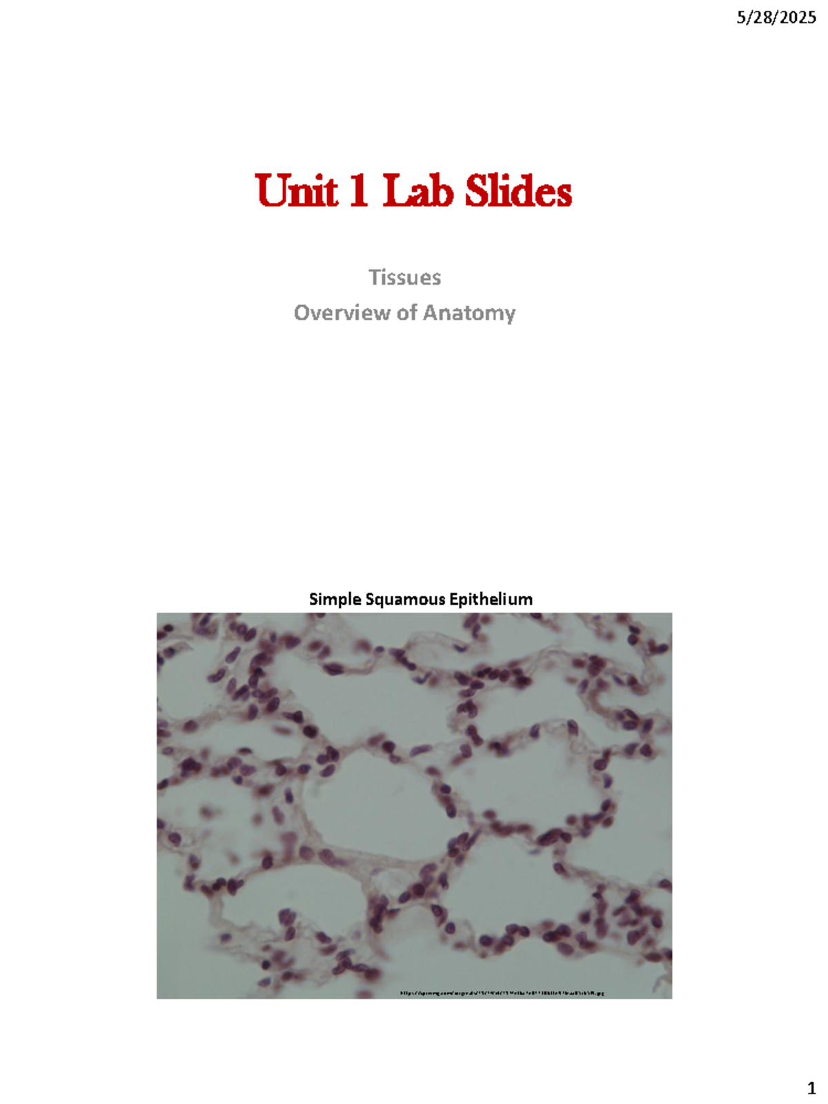 Unit 1 Lab Slides: Overview of Tissue Anatomy and Types - Unit 1 Lab ...