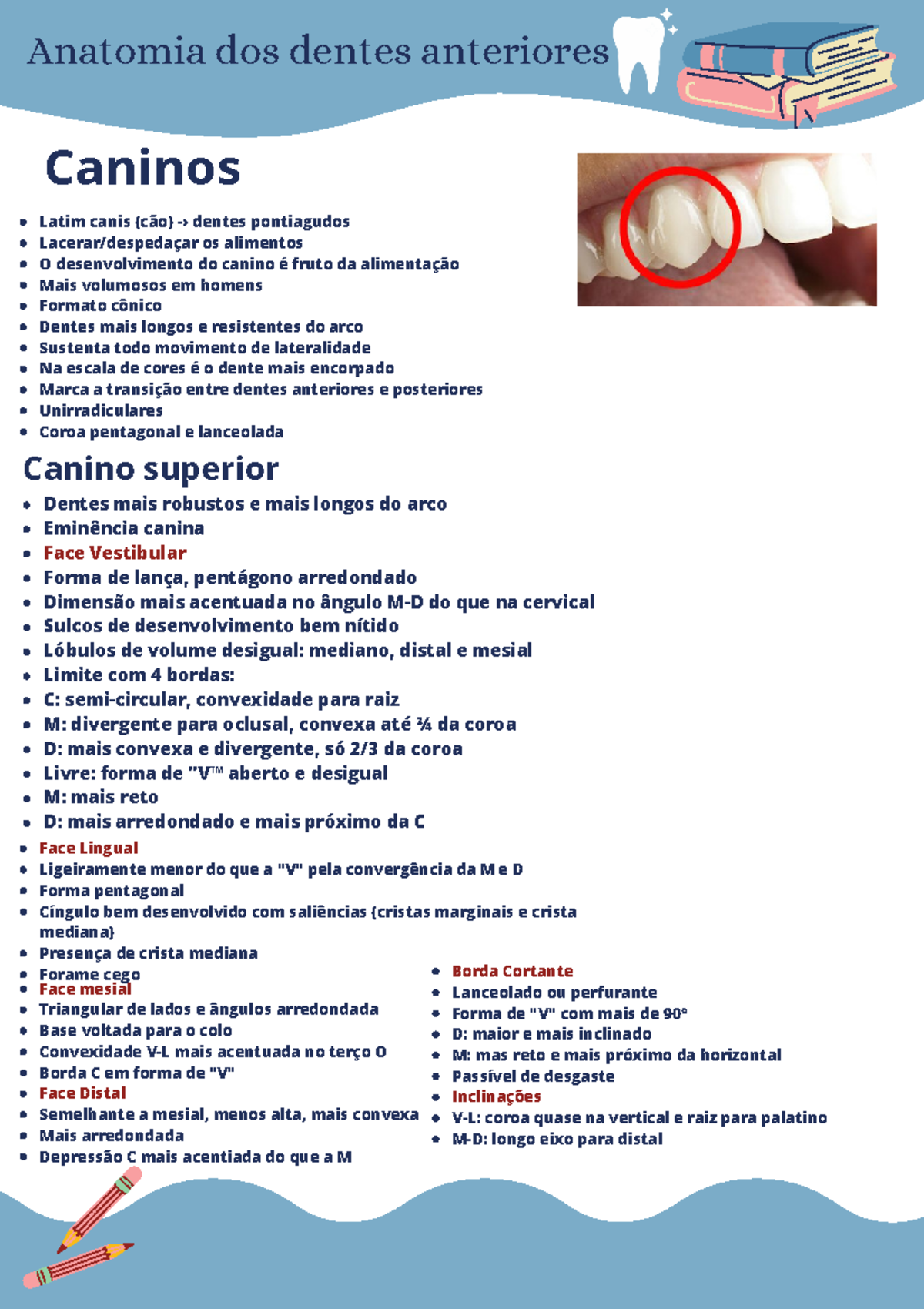 Anatomia Dos Dentes Caninos SANDRO SEABRA GONÇALVES GABRIELA LATERÇA