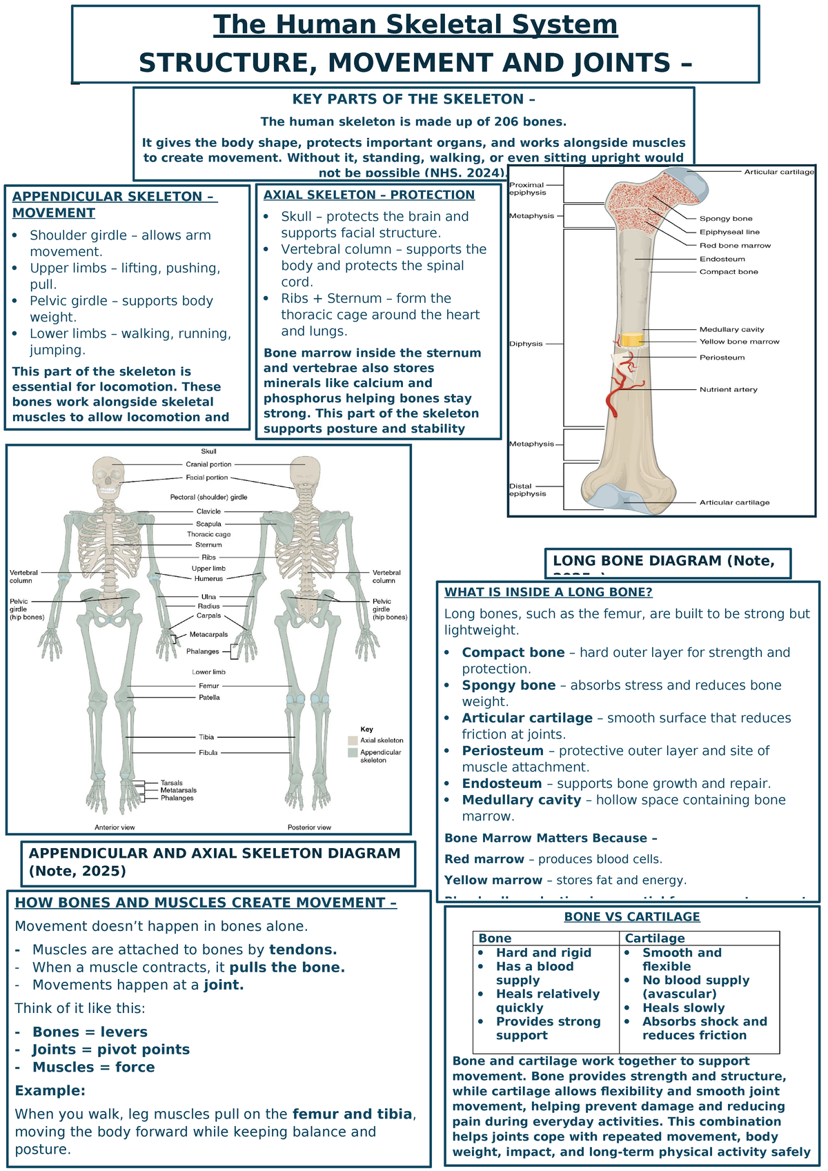 Unit 11 - Human Musculoskeletal System: Structure, Movement & Joints ...
