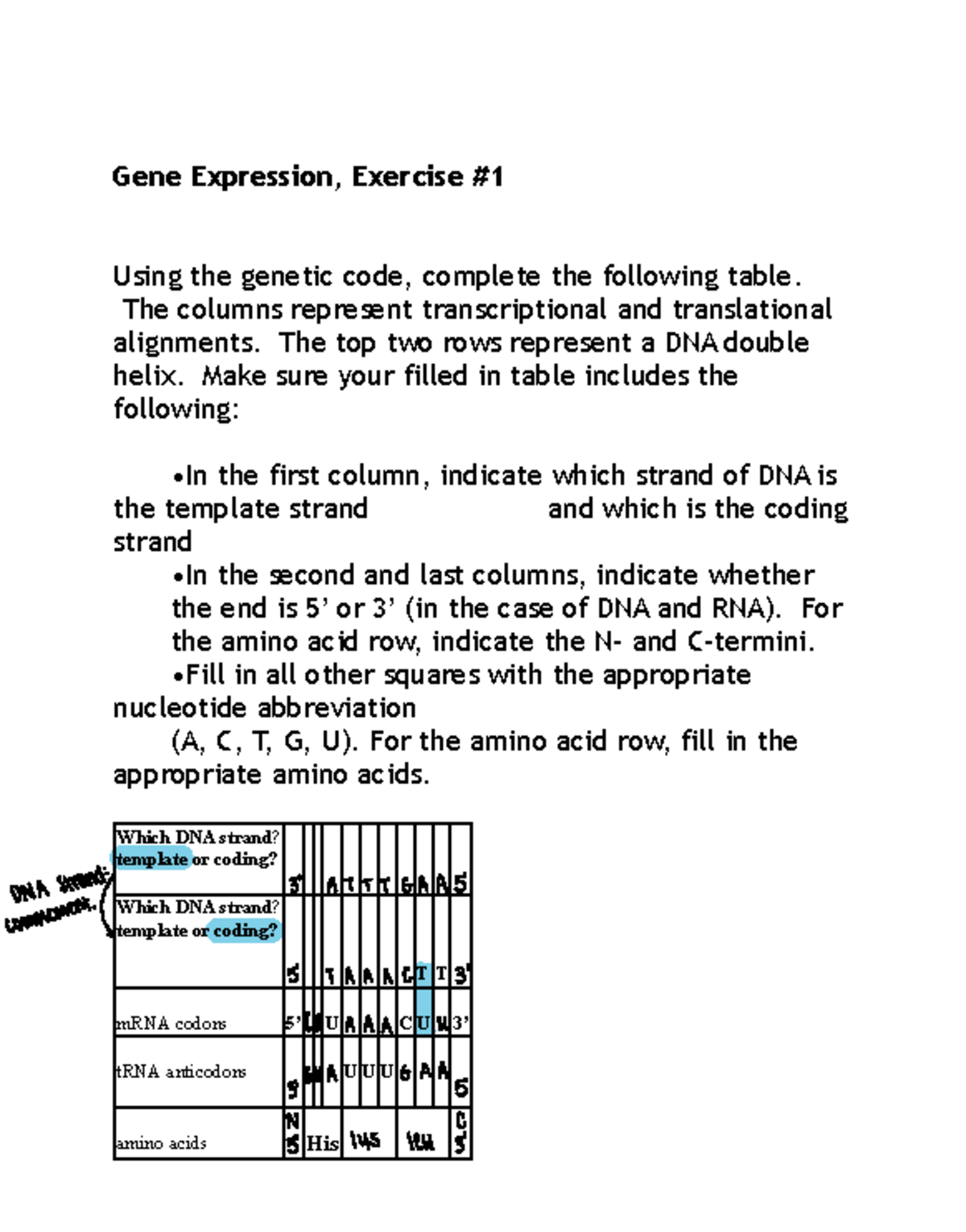Genetic Code Analysis Worksheet: Transcription & Translation Exercises - Studocu