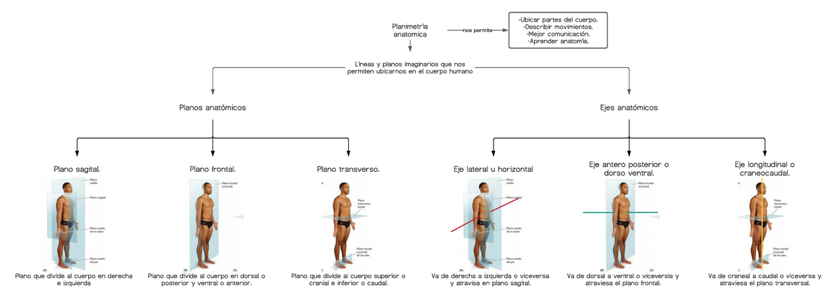 Planos Y Ejes De Anatomía Planos Y Ejes Corporales Posiciones