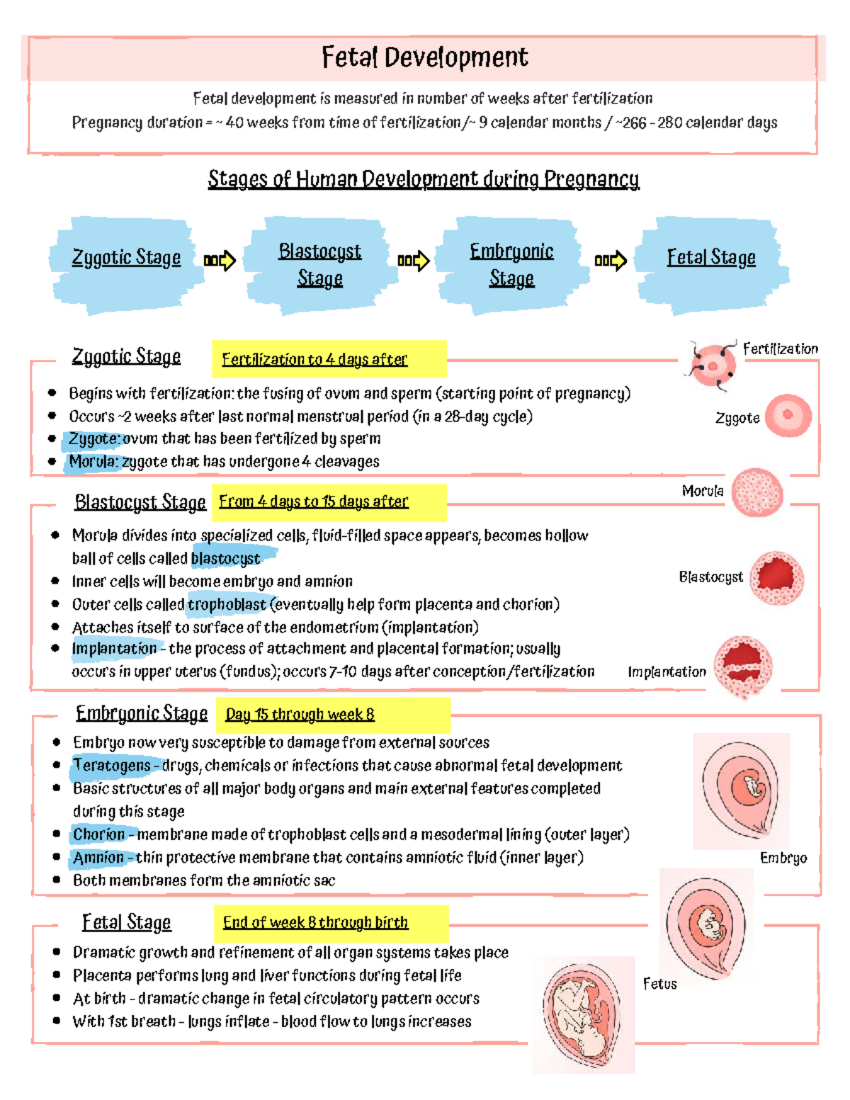 Maternity (NUR 101): Comprehensive Guide to Fetal Development and ...