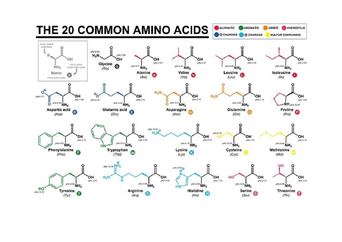 Biochemie Amino Acids Overview: Common Types & pKa Values - Studeersnel