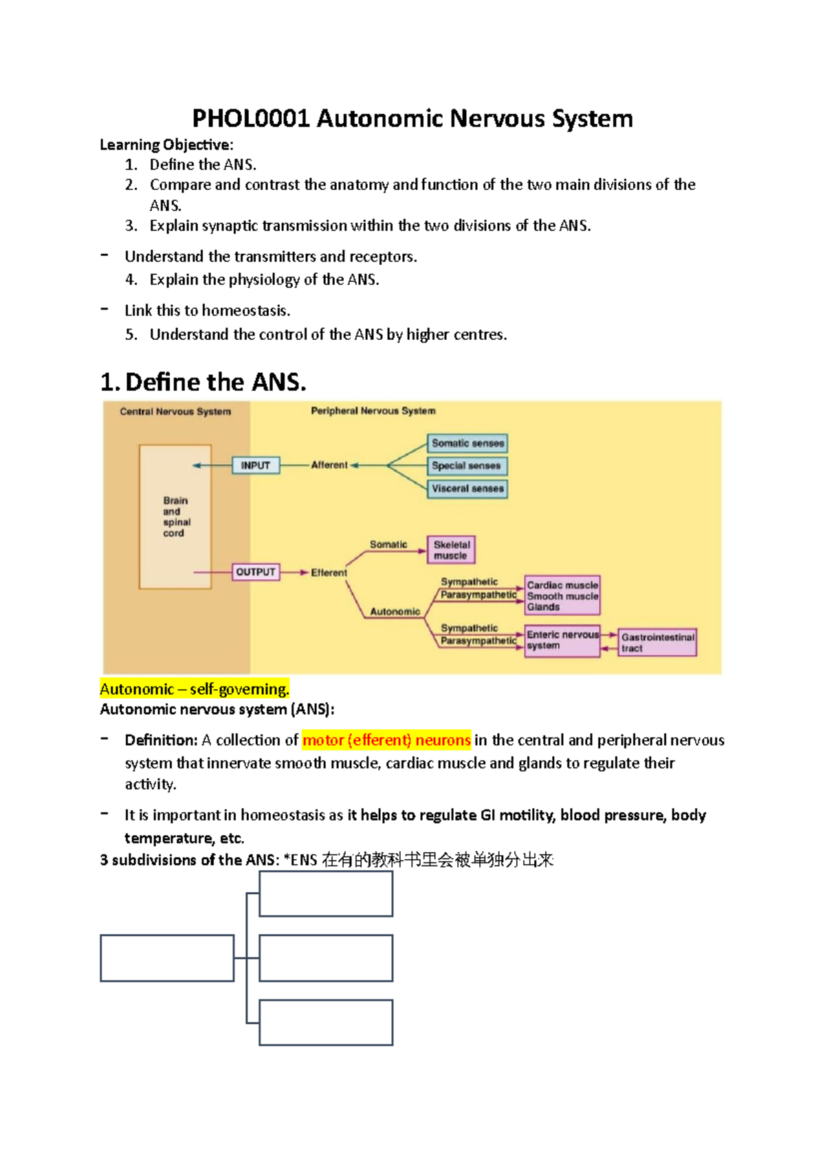 PHOL0001 Lecture Notes on the Autonomic Nervous System - Studocu