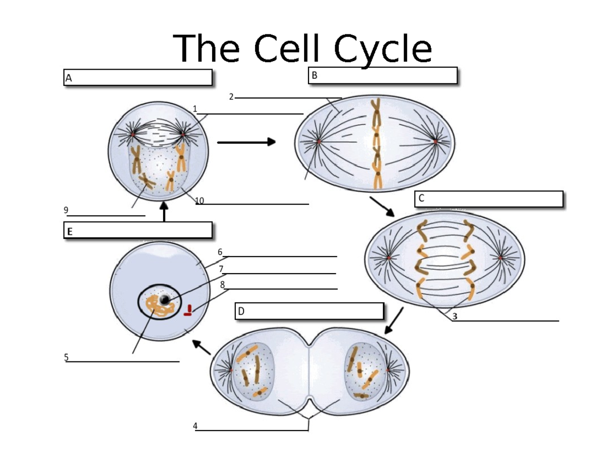 Cell Cycleworksheet-1 - The Cell Cycle - Studocu