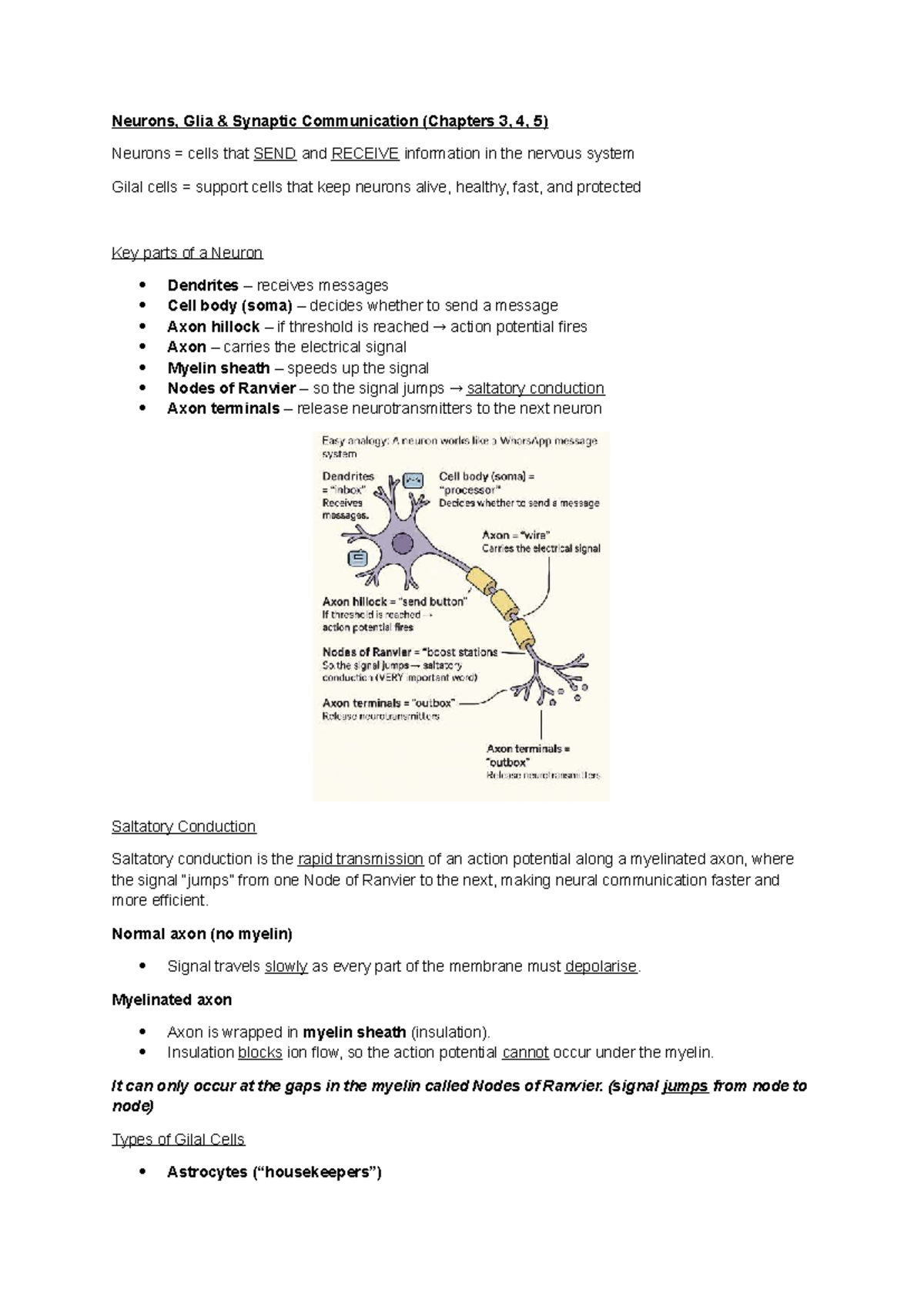 PSY251 Final Exam Notes: Neurons, Glia, and Synaptic Communication ...