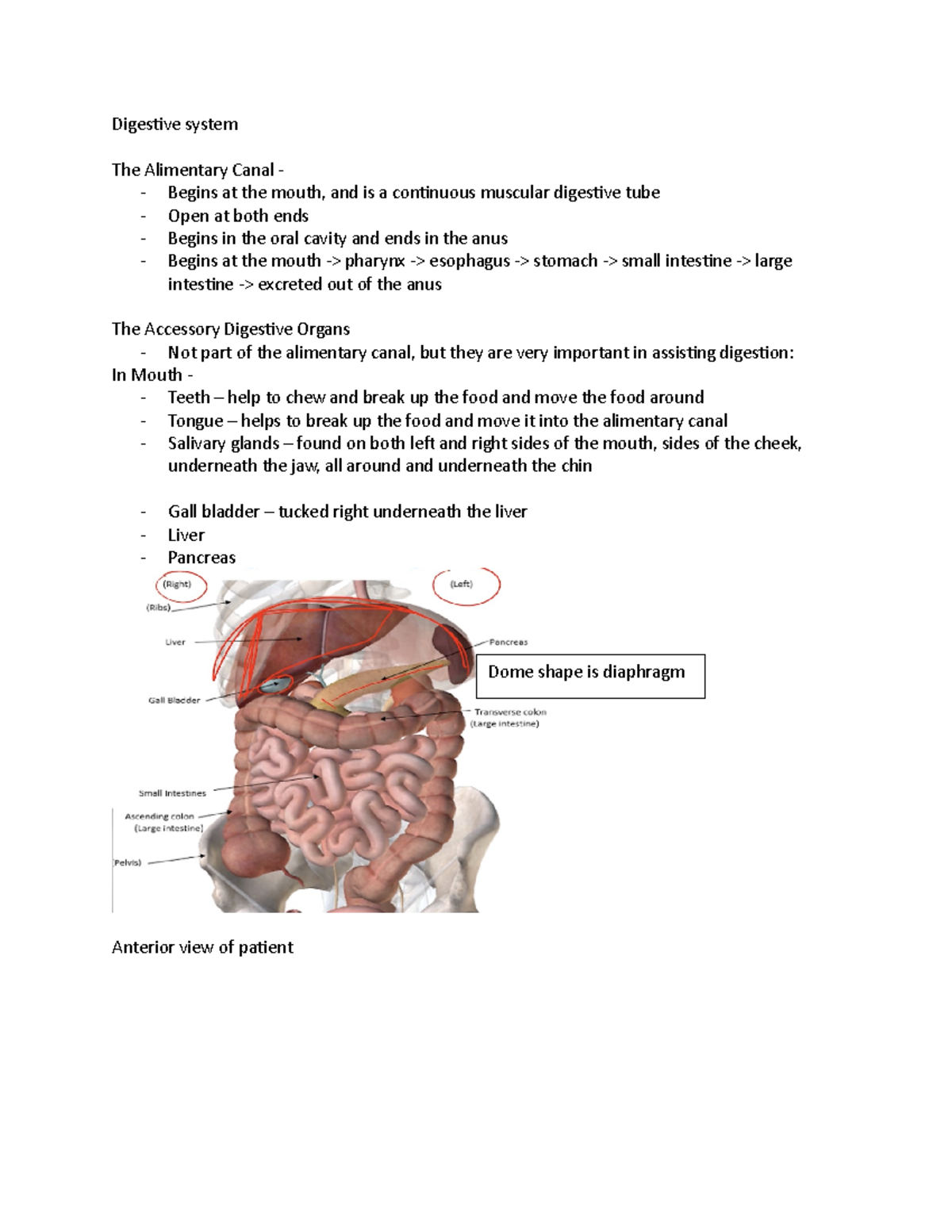 digestive system lecture notes - Digestive system The Alimentary Canal ...
