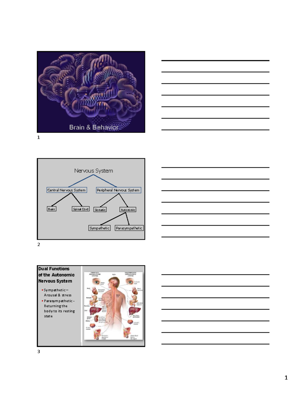 PSY 101: Lecture Notes on Brain Anatomy and Development - Studocu