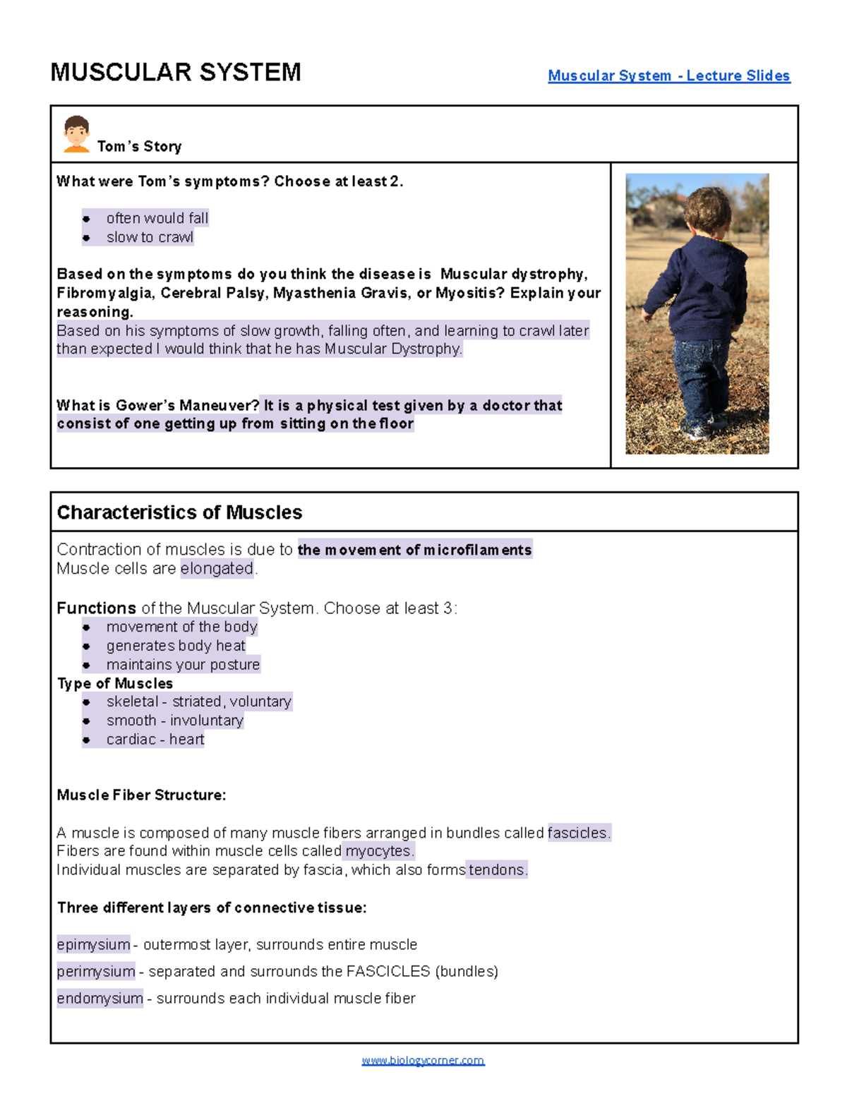 Muscular System Notes - Structure, Function, and Case Study - MUSCULAR ...