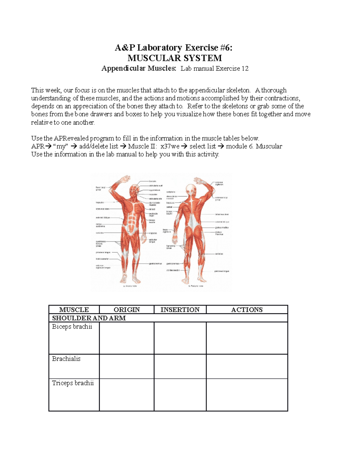 Lab 6- Muscle 2 Lab Guide - A&P Laboratory Exercise #6: MUSCULAR SYSTEM ...