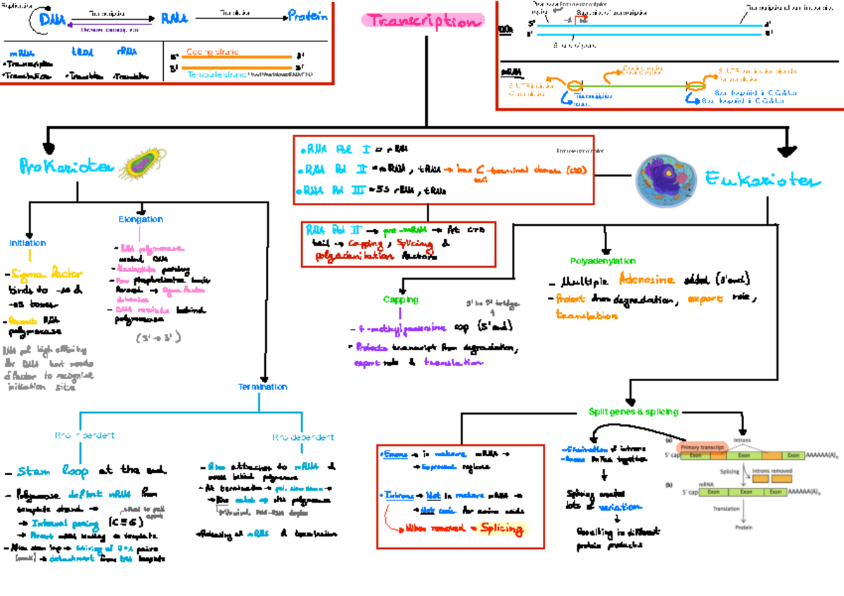 Translation - mindmap - notes - Reverse transcription Transcription ...
