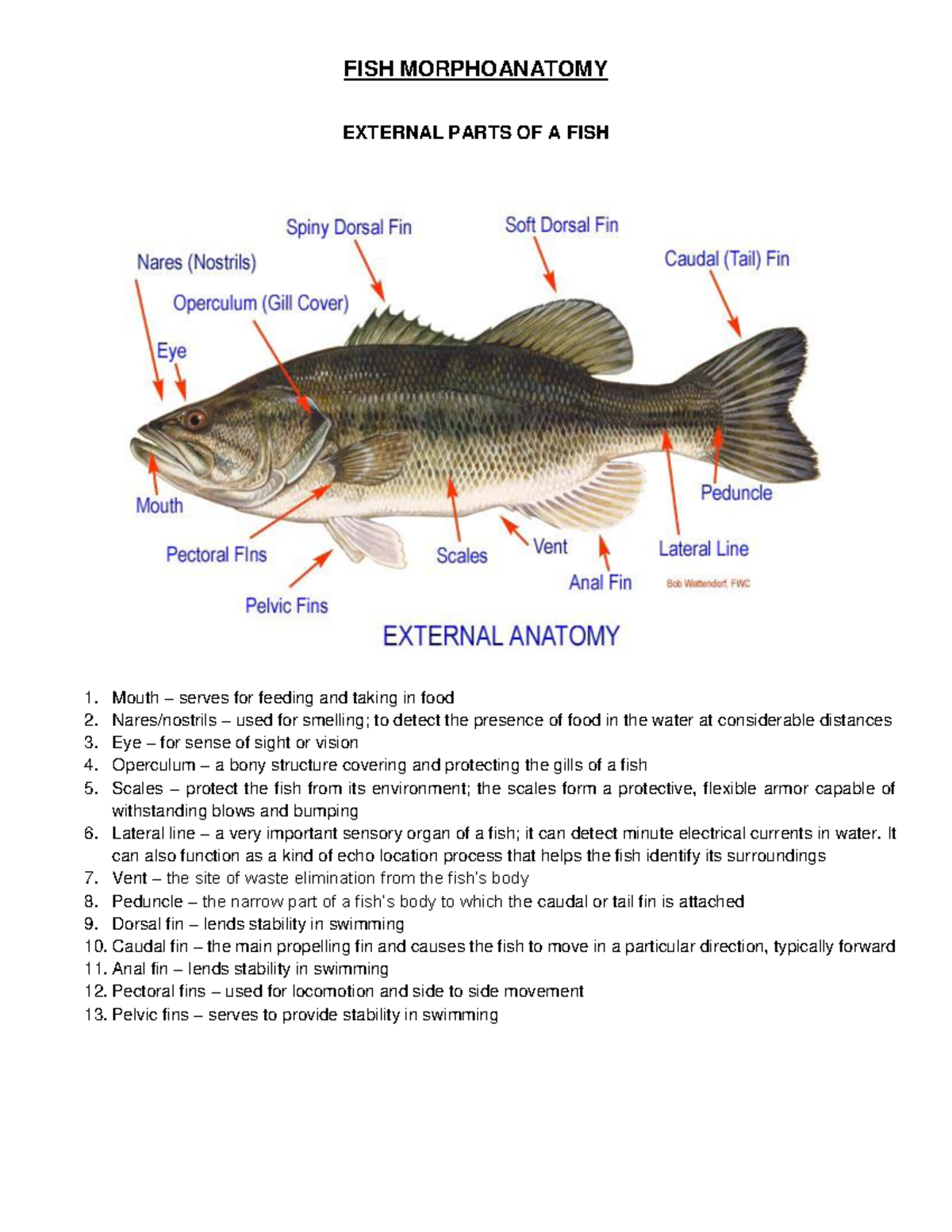FISH 101: Morphoanatomy of Fish - External and Internal Parts - Studocu