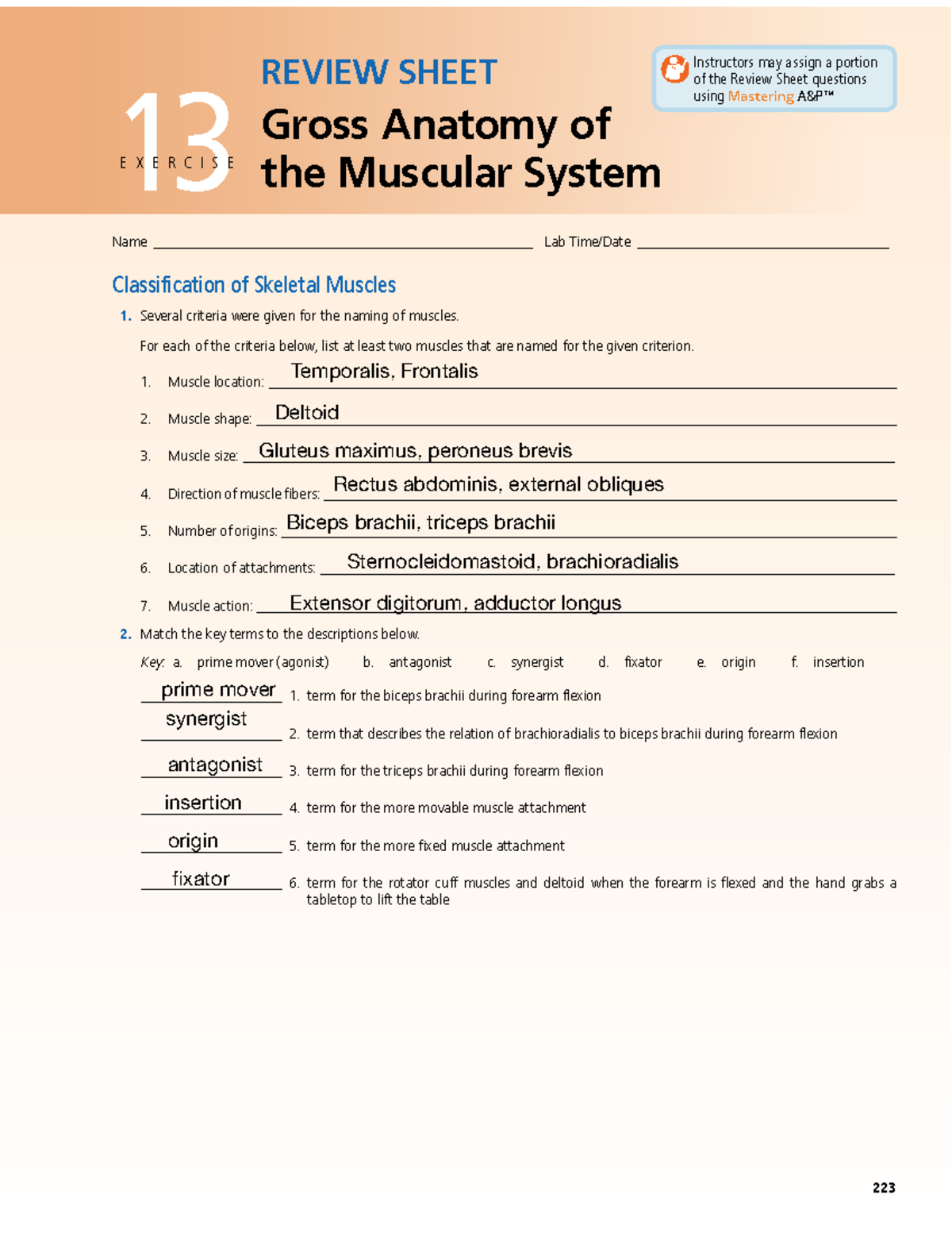 Anatomy Exercise 13: Review Sheet on Muscular System - Studocu