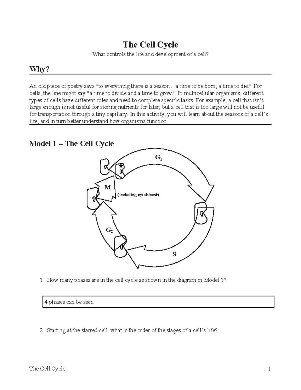 Cell Cycle Phases Worksheet