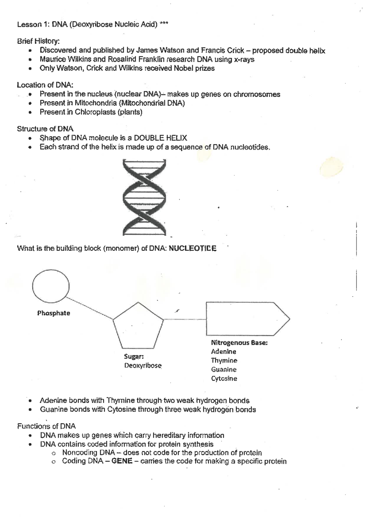 Gr12 Lesson 1: DNA Structure, Function & History Overview - Studocu