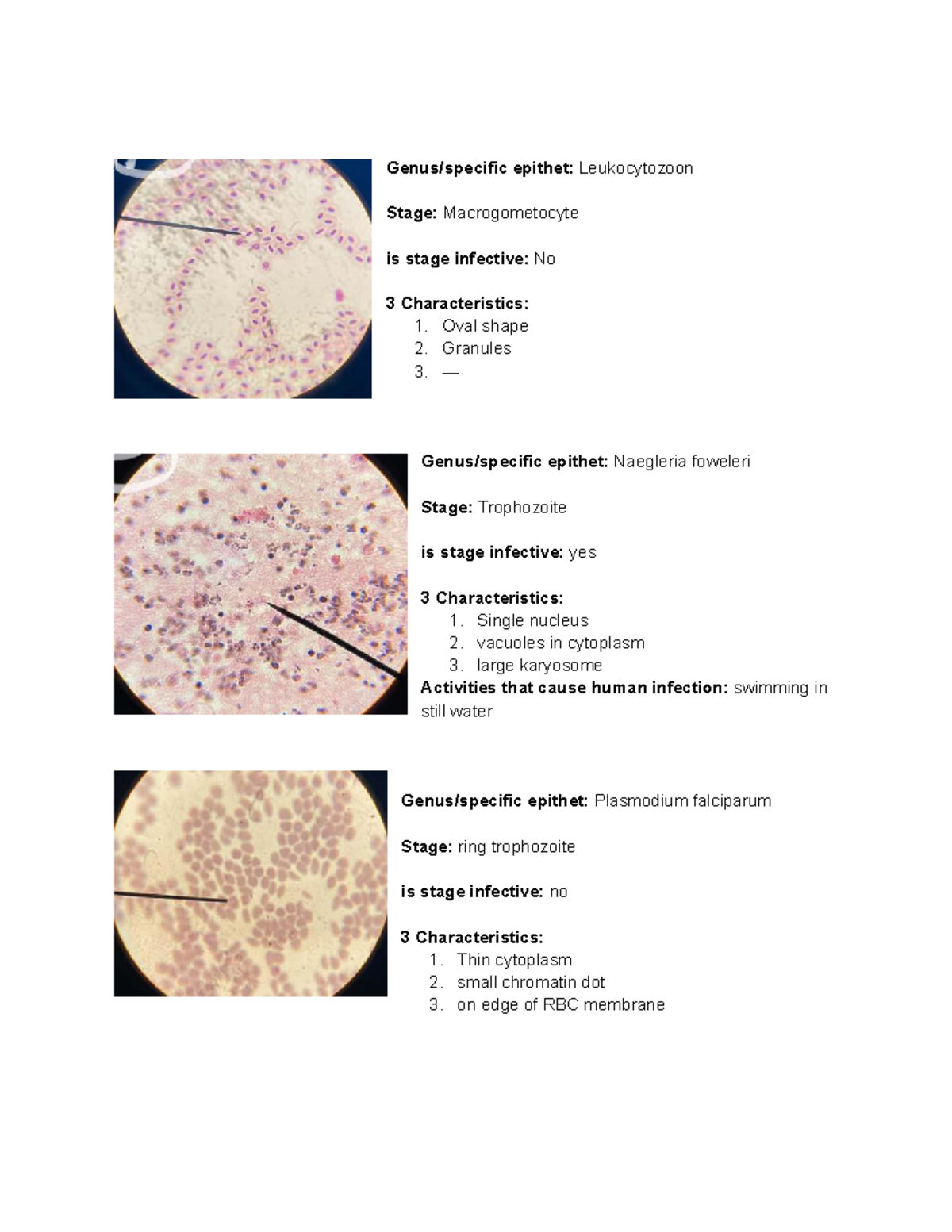 Parasitology Lab Practical 1: Protozoan Stages & Characteristics - Studocu