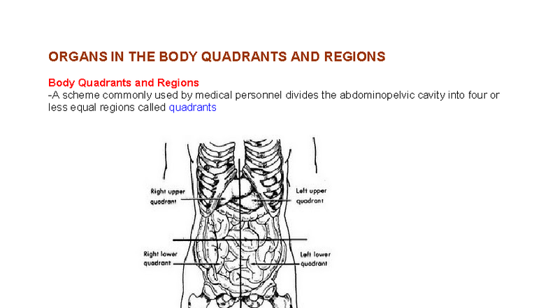 ORGANS IN BODY QUADRANTS & REGIONS - MEDICAL STUDY NOTES - Studocu