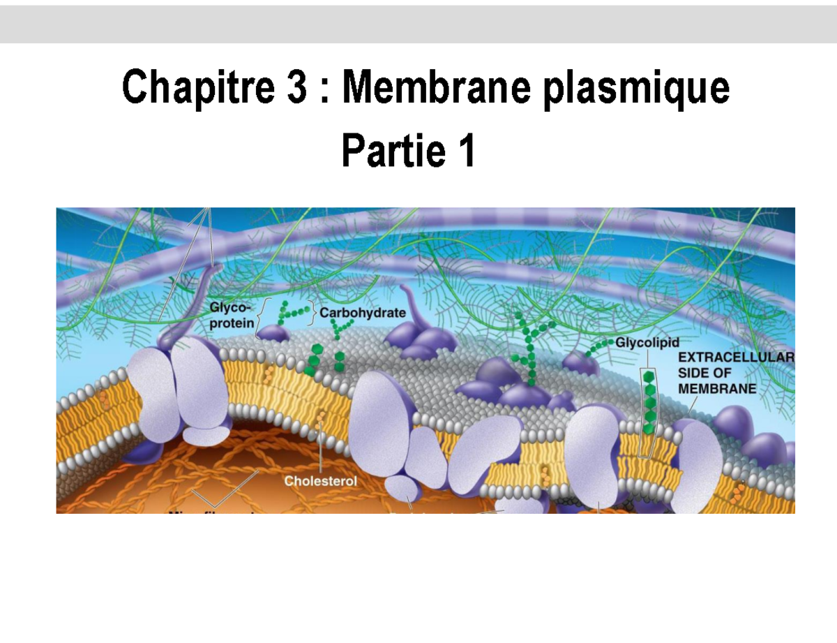 Chapitre 3 : Membrane Plasmique et Matrice Extracellulaire - Partie 1 ...