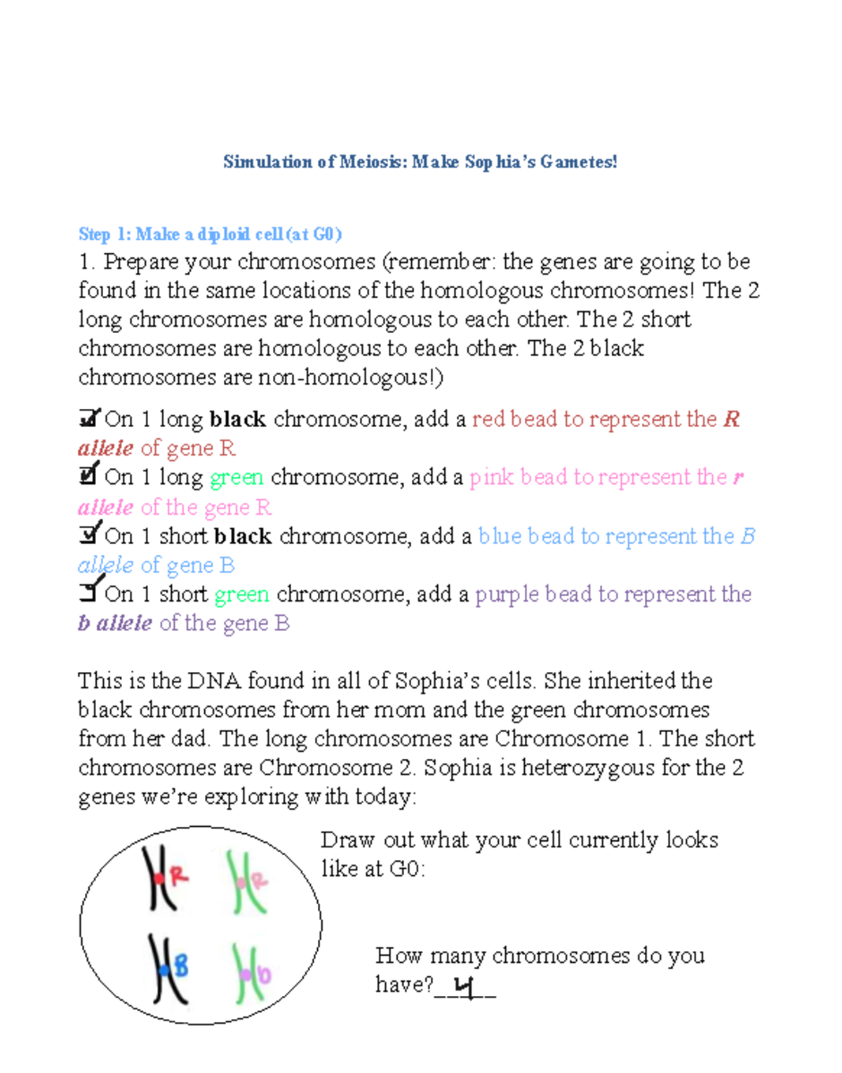 Simulation of Meiosis: Step-by-Step Gamete Formation Guide - Studocu