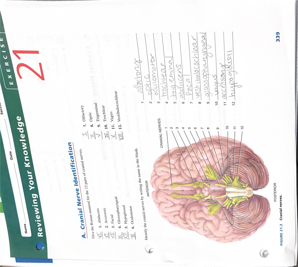 Lab 21 - Cranial Nerve Knowledge Review Exercise - Studocu