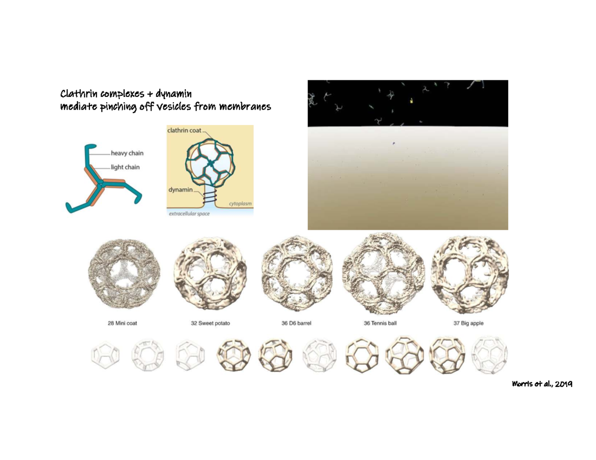 Eukaryotic Cell Structures: Mitochondria, Chloroplasts & Cytoskeleton - Studocu