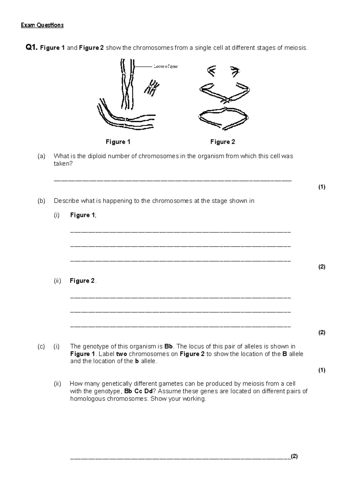 Population Genetics Exam Questions Y13: Meiosis, Inheritance, and ...