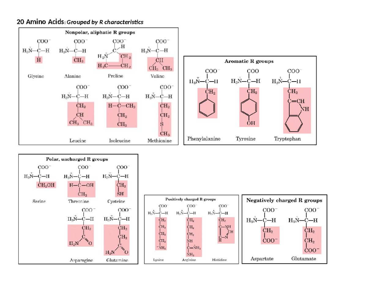 Grouped Characteristics of Amino Acids: A Detailed Overview (BIO 101 ...