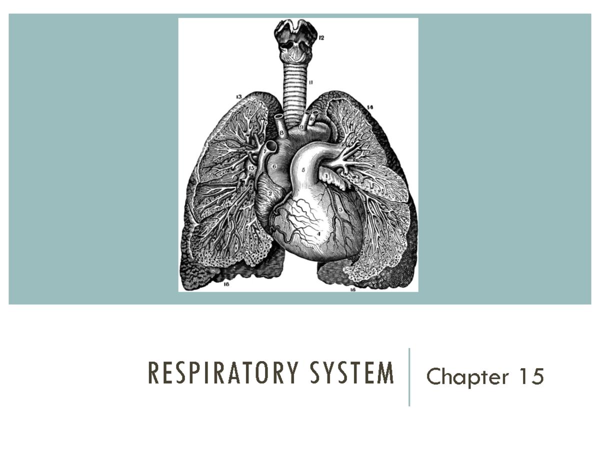 Respiratory System Overview and Key Concepts - Chapter 15 S19 ...