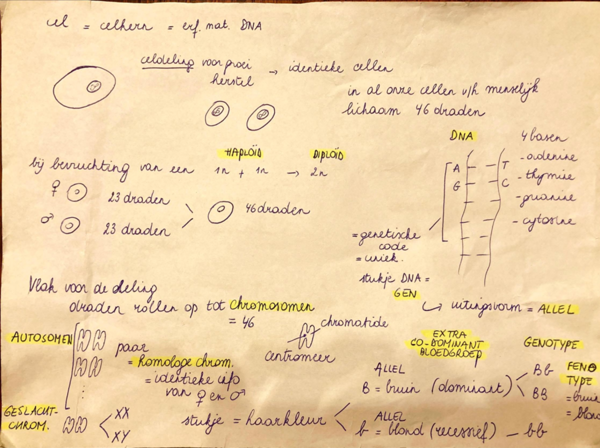Schema 1: Theorie van Erfelijkheid en DNA Structuur in Cellen - Studocu