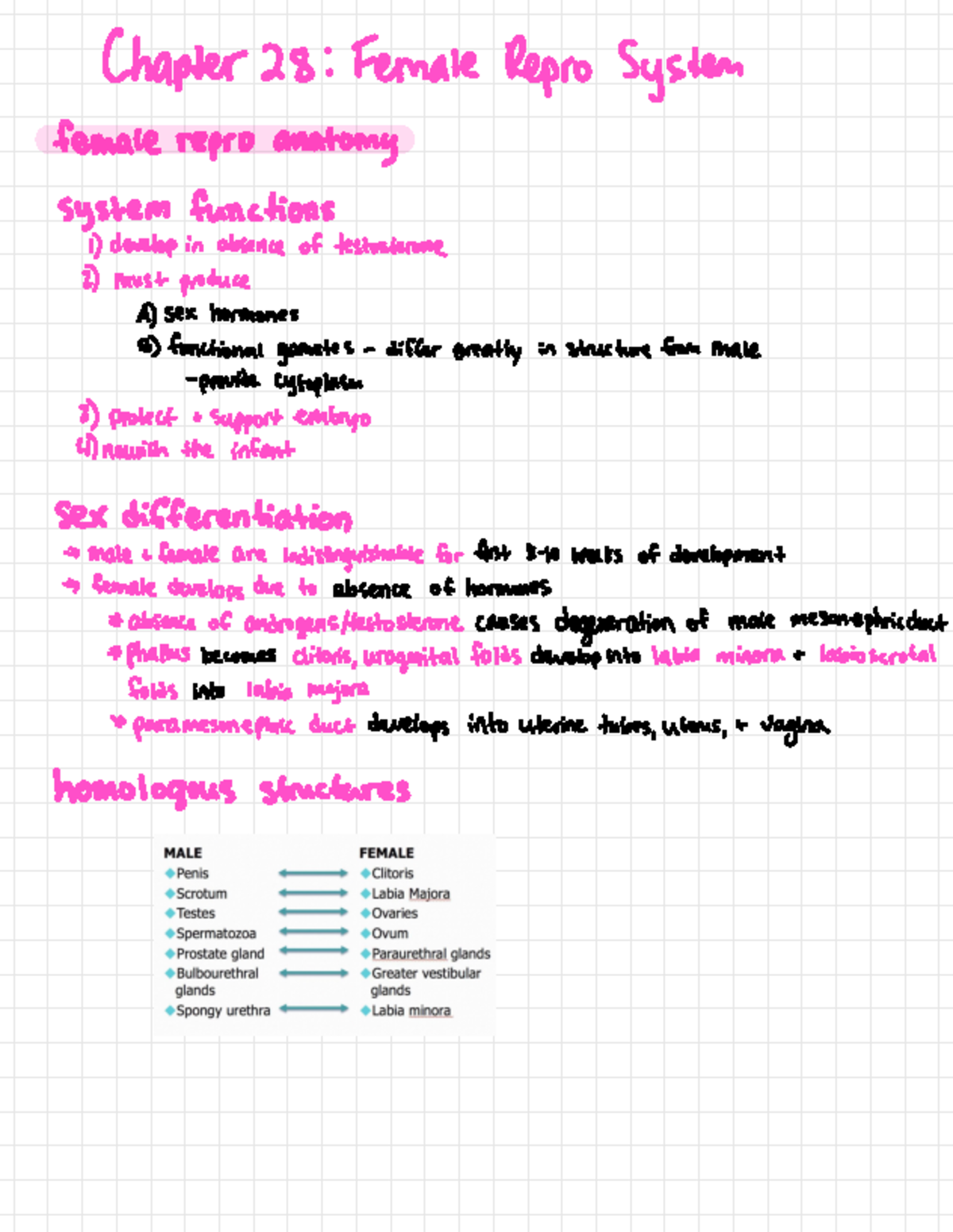 Anatomy & Physiology 2: Female Reproductive System Lecture Notes - Studocu