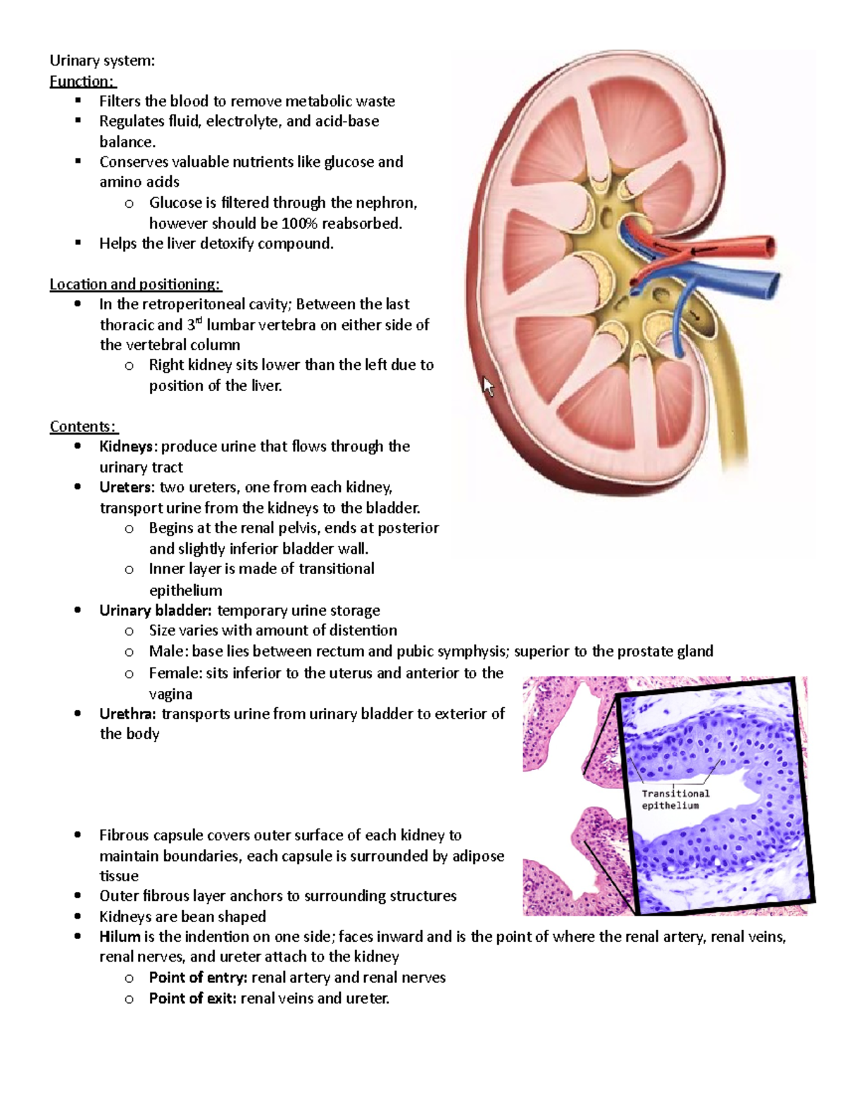 Lab-Urinary system - Lab urinary - Urinary system: Function: Filters ...