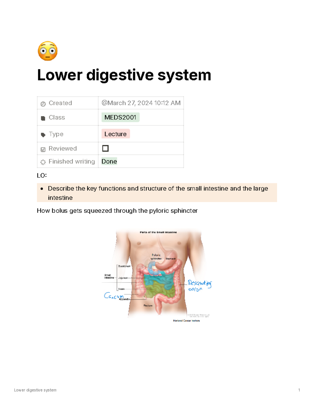 MEDS2001 Lecture Notes: Key Functions & Structure of Lower Digestive ...