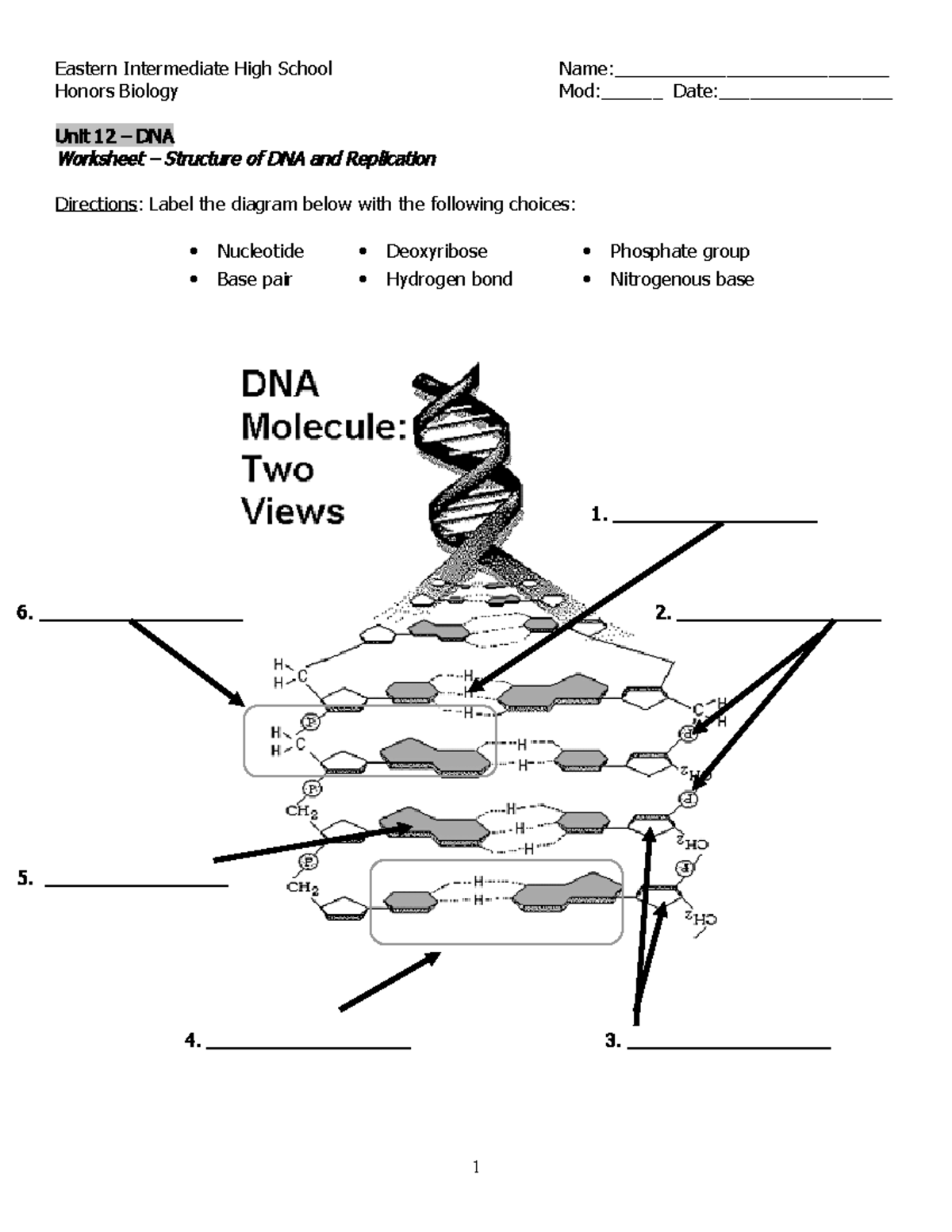 Worksheet - DNA Structure & Replication for Honors Biology Mod. - Studocu