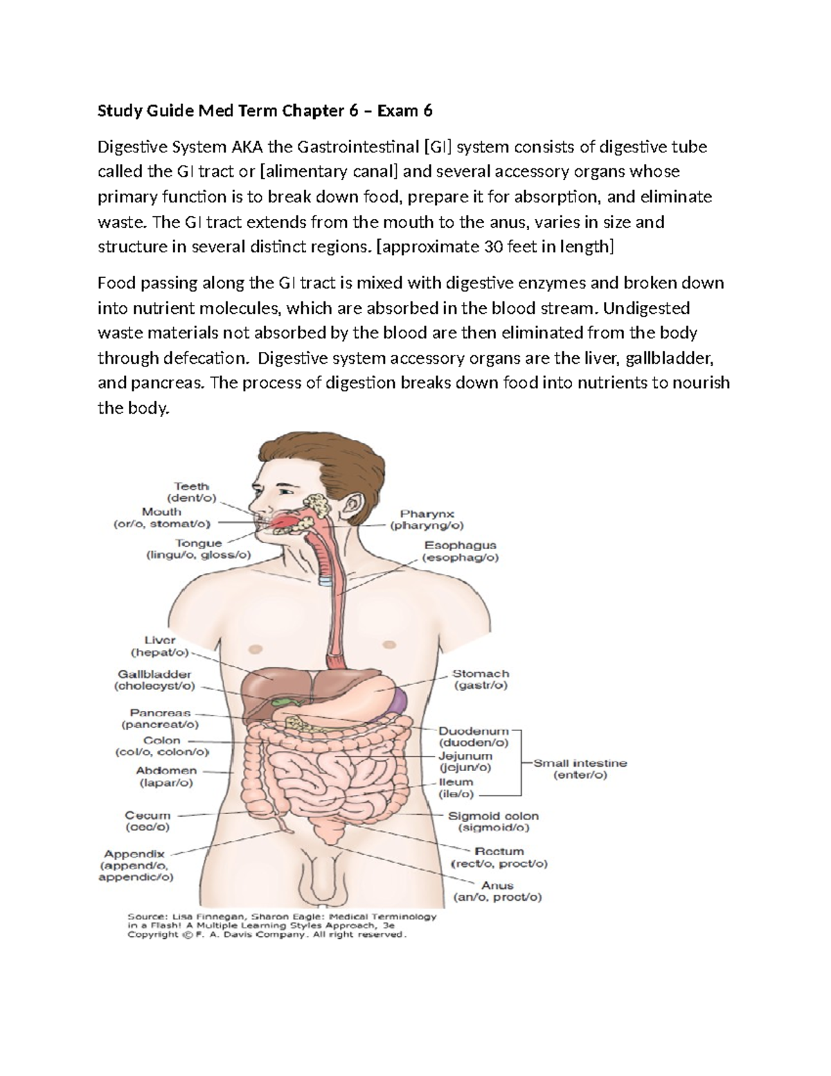 Med Term Study Guide for Exam 6: Digestive System Chapter 6 - Studocu