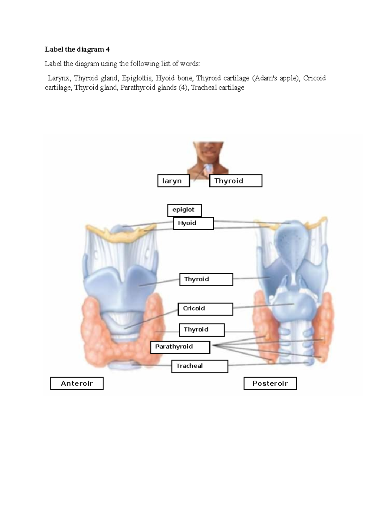 Label the Diagram 4: Anatomy of the Digestive & Endocrine Systems - Studocu