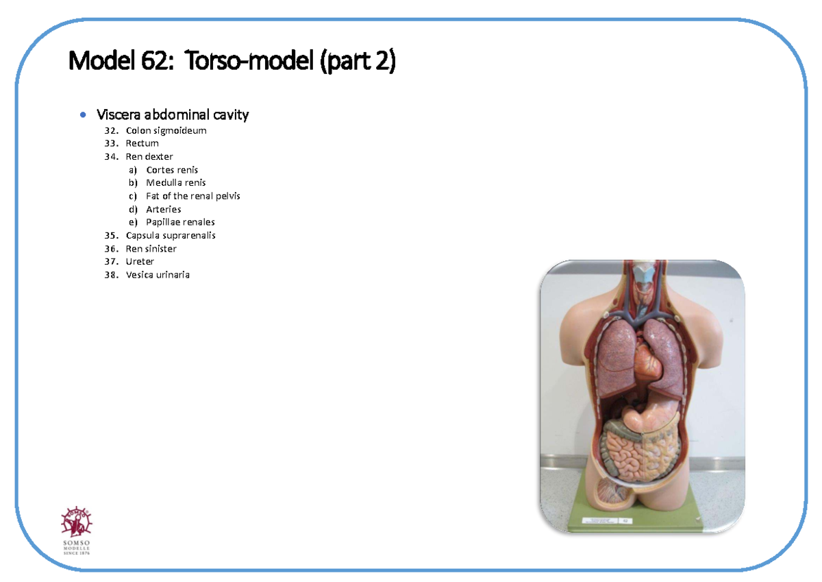 Model 62: Torso-Model (Part 2) - Abdominal Viscera Details - Studocu