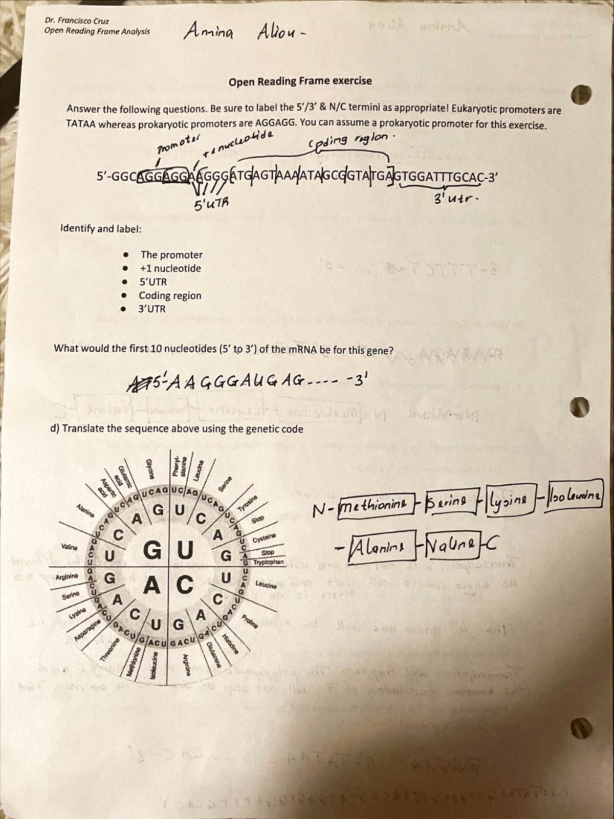 Open Reading Frame exercise BIOL 3800 - BIOL 3800 - Studocu