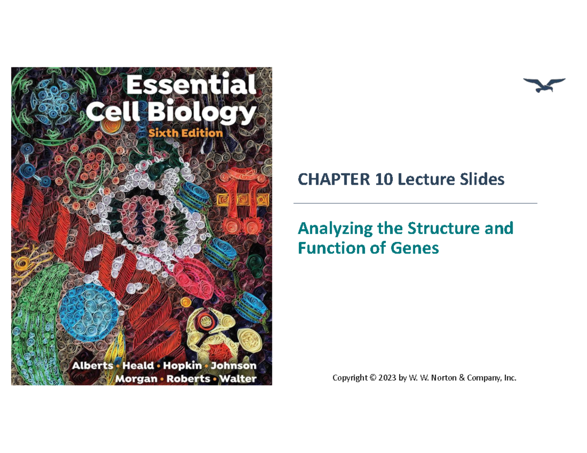 BIO2120 CHAPTER 10 Lecture Slides: Gene Structure & Function Analysis - Studocu