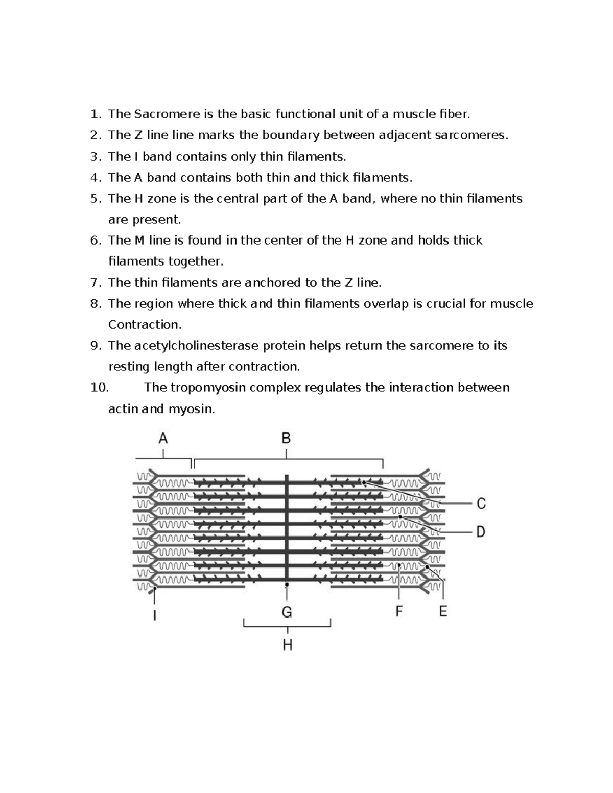 Ch 9 Sarcomere work sheet copy - The Sacromere is the basic functional ...