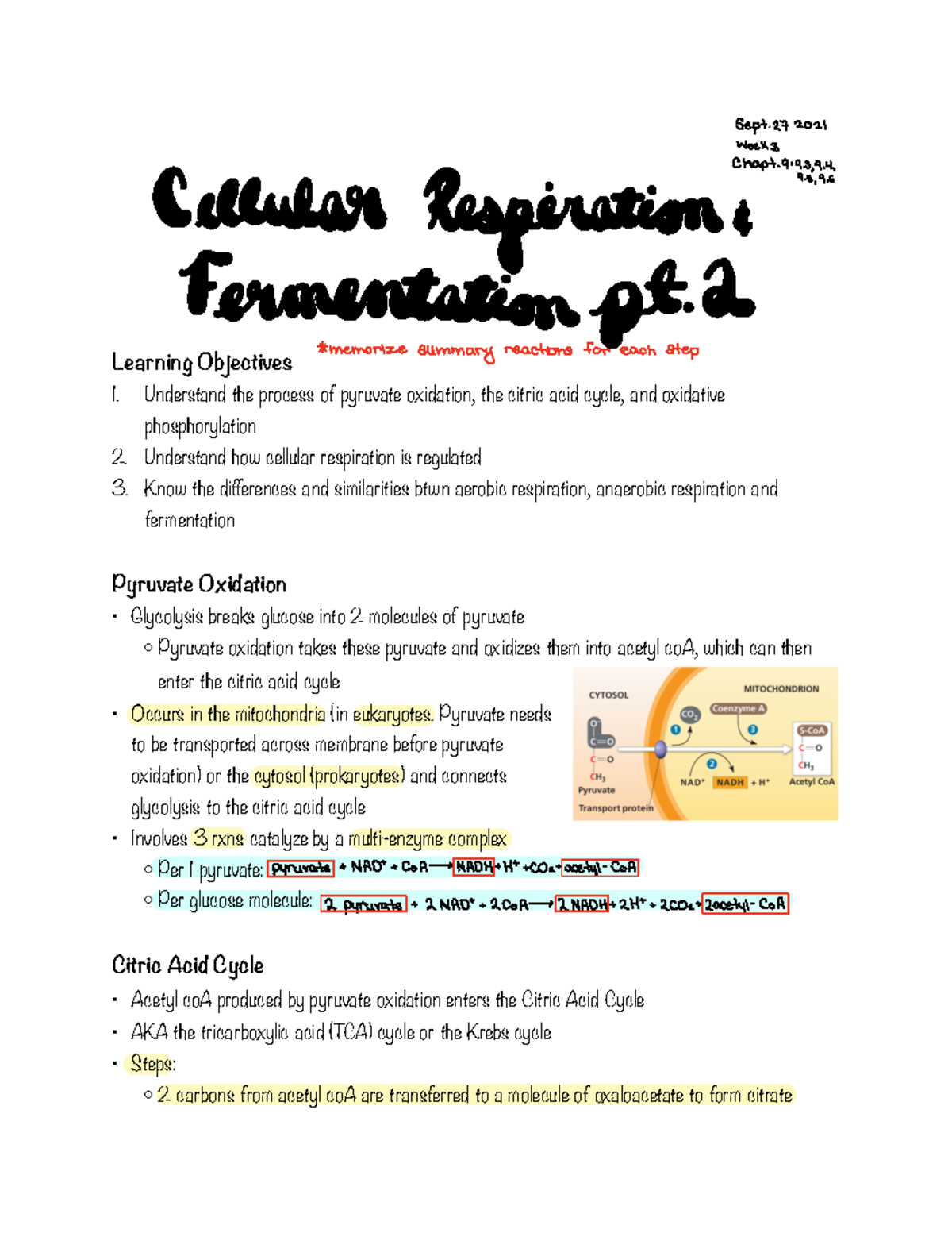 Week 3 - BIOL 102 Cellular Respiration and Fermentation pt. 2 ...