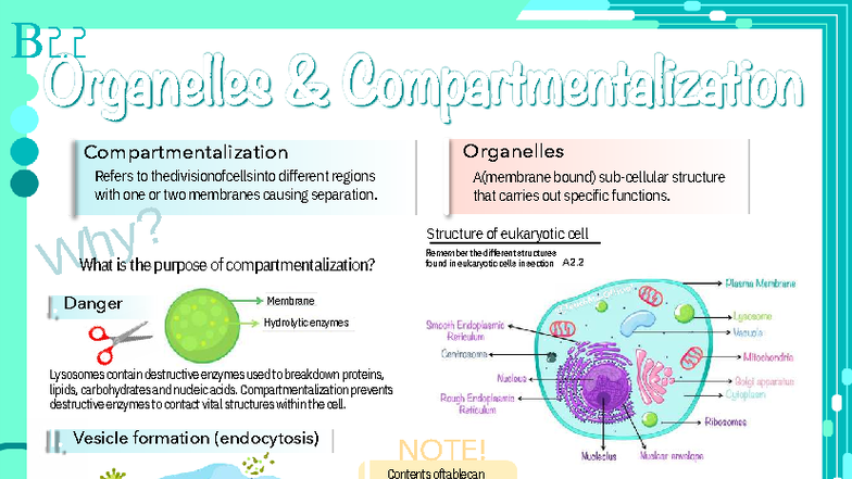 B2.2 Organelles: Compartmentalization and Cell Efficiency in Eukaryotes ...
