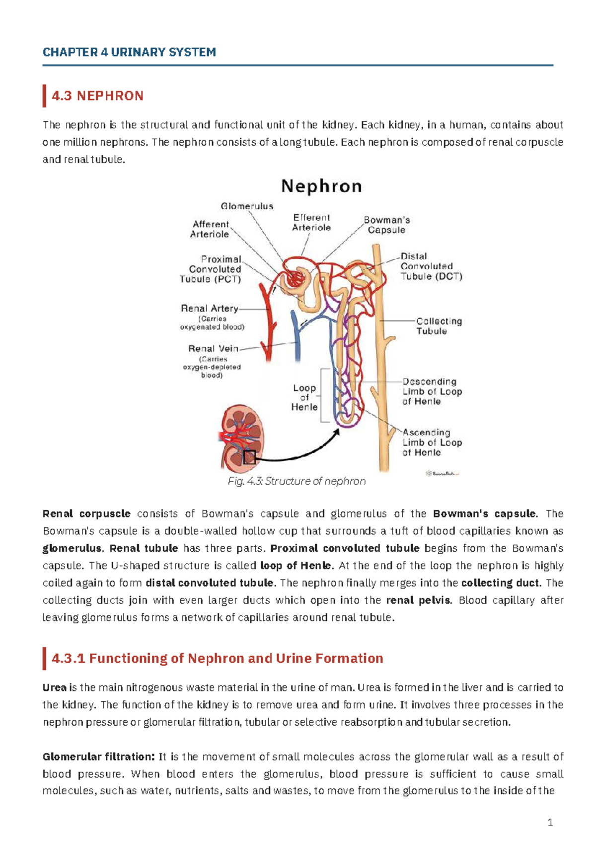 CHAPTER 4 URINARY SYSTEM: NEPHRON STRUCTURE & FUNCTION - Studocu