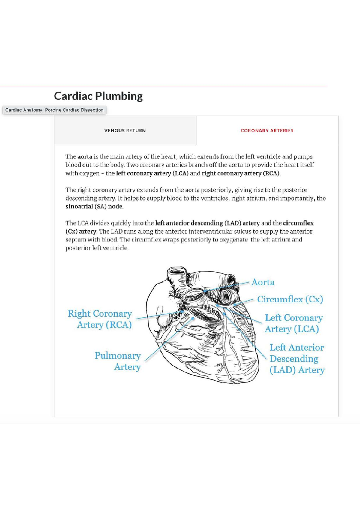 ABC123: Cardiac Anatomy & Dissection Exam Prep Notes - Studocu