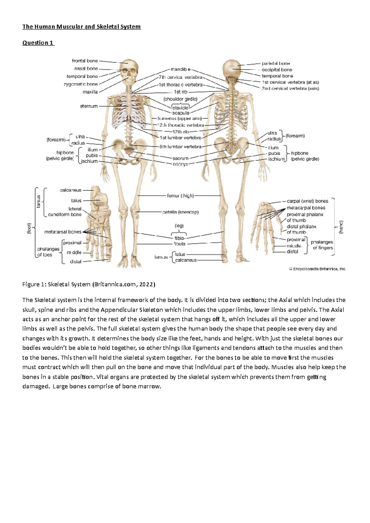 Unit 14: Overview of the Human Muscular and Skeletal System - Studocu
