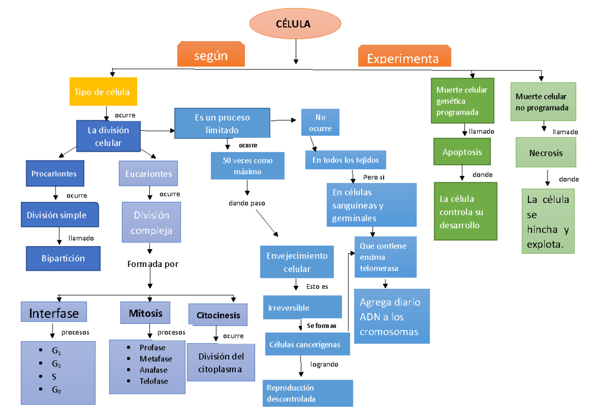 Como Hacer Un Mapa Conceptual De La Celula Y Vegetalina Pdf - Infoupdate.org