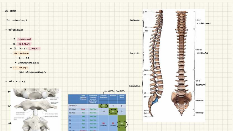 Anatomie Rug C1-C7: Wervelkolom en Sacrum Overzicht - Studocu